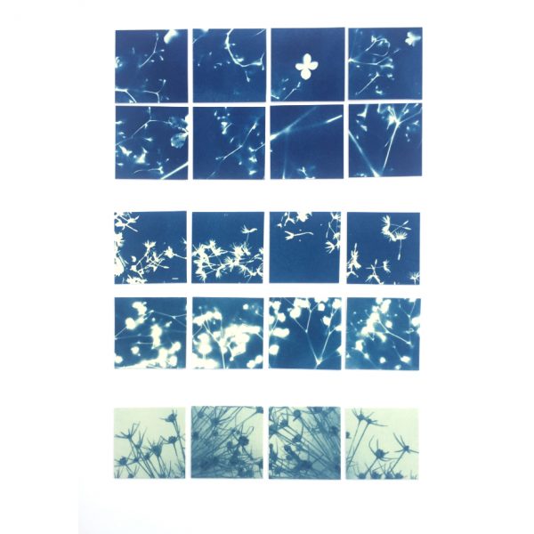 Cyanotypes | Anne Guest