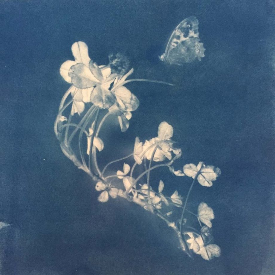Cyanotypes | Anne Guest