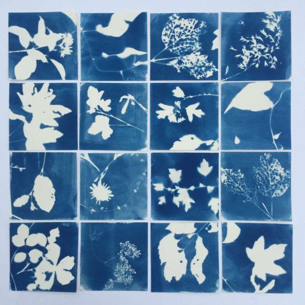Cyanotypes | Anne Guest
