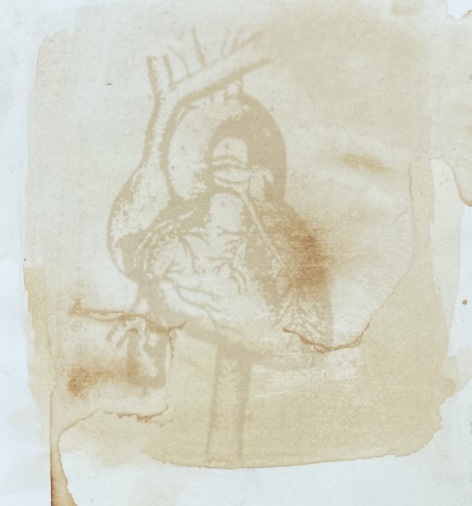Anthotypes