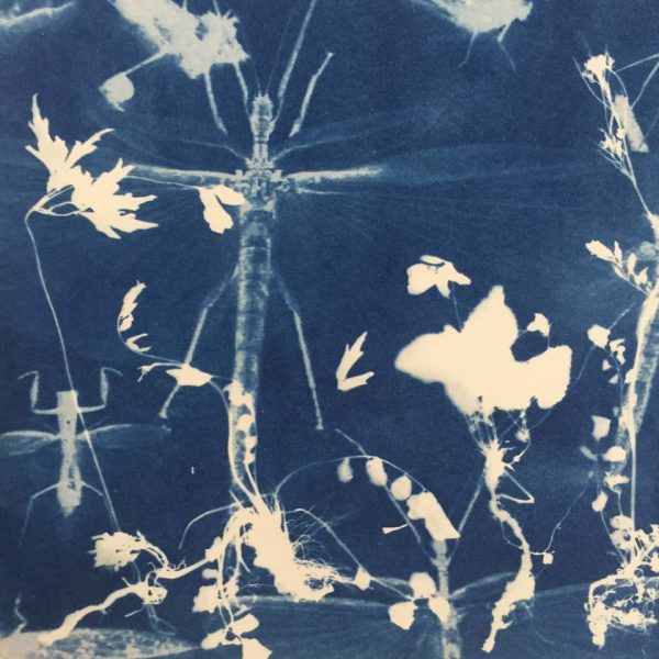 Cyanotypes | Anne Guest